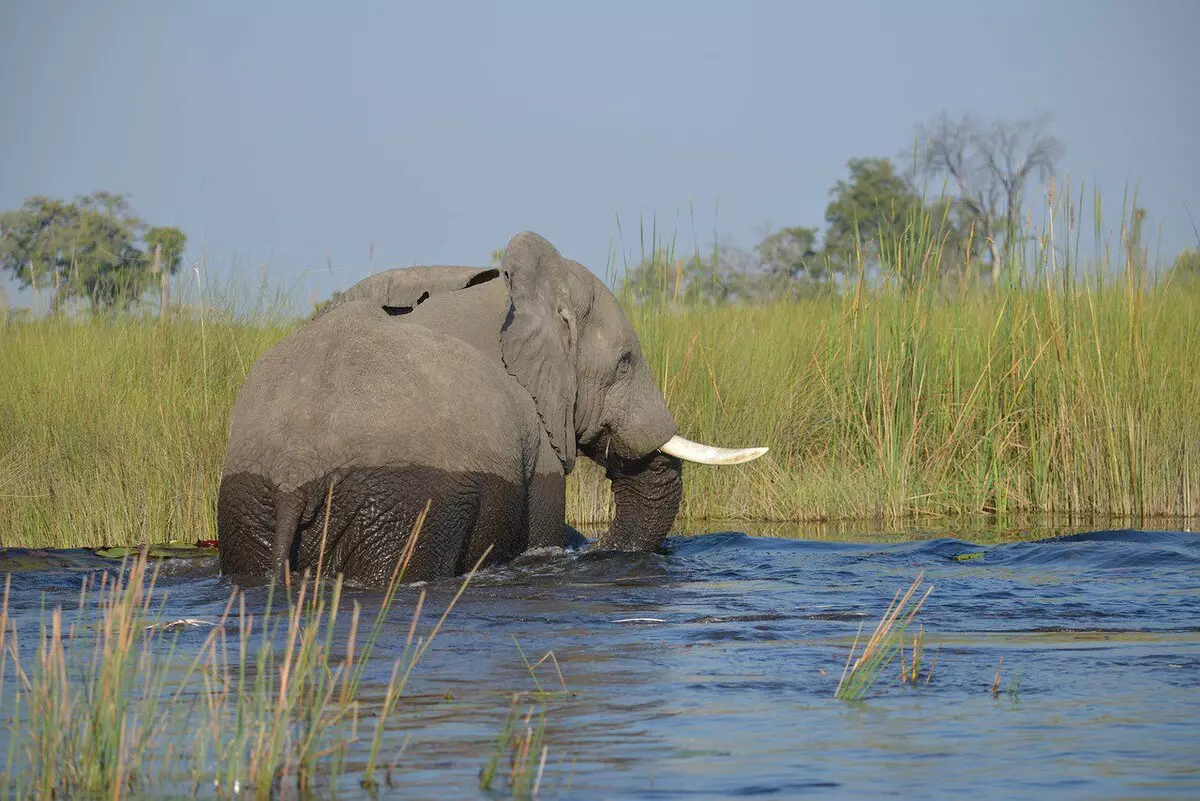Elephant yn Botswana