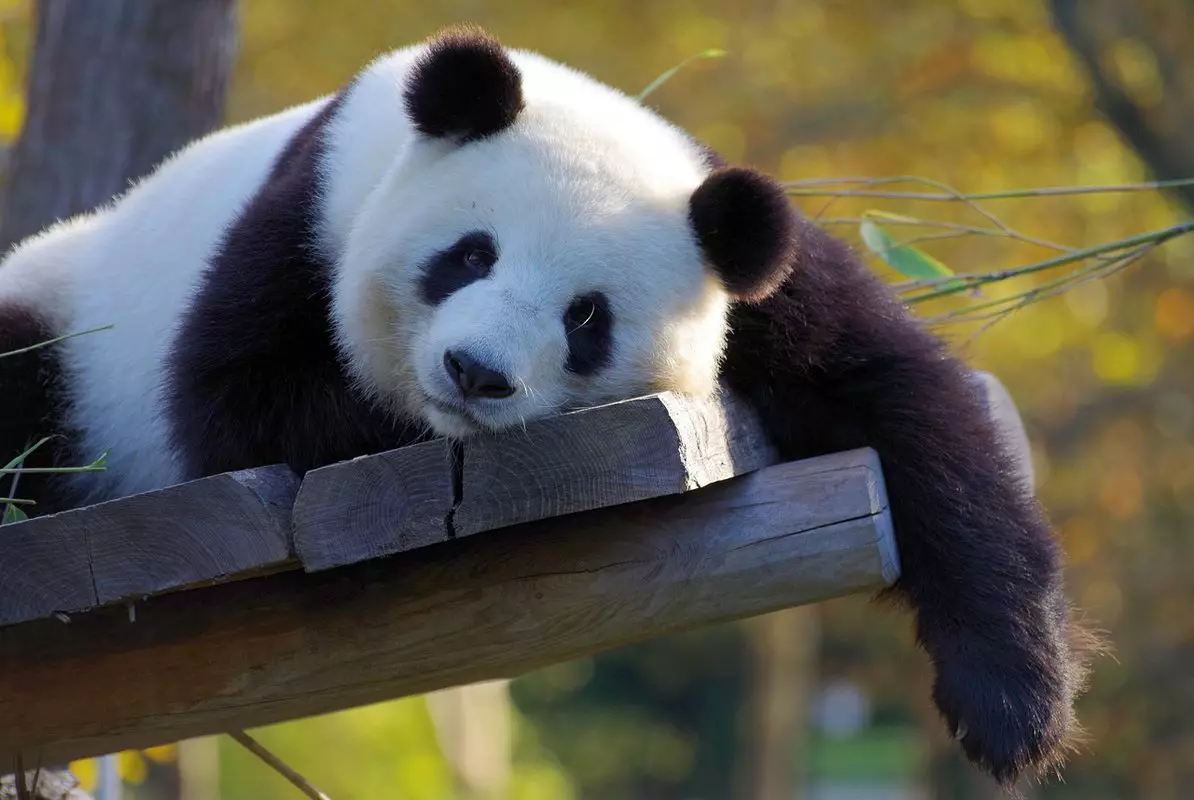 Kina betaler mye oppmerksomhet til pandasene. Andre dyr lider av dette