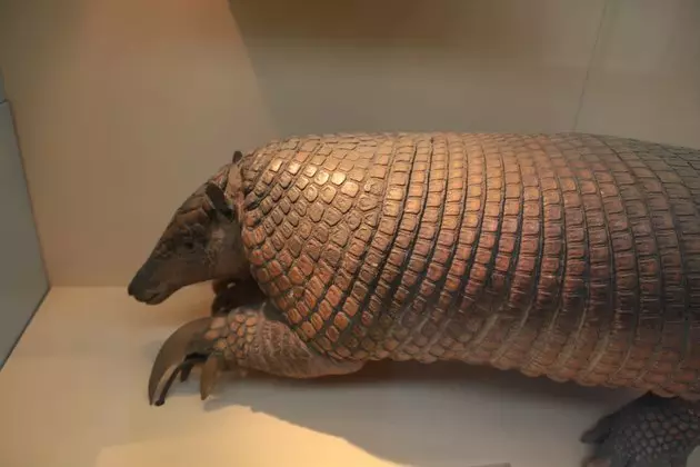 Giant_armadillo_ (Priodonttes_maximus), _ Natural_History_Museum, _london, _mammales_gallery.jpg
