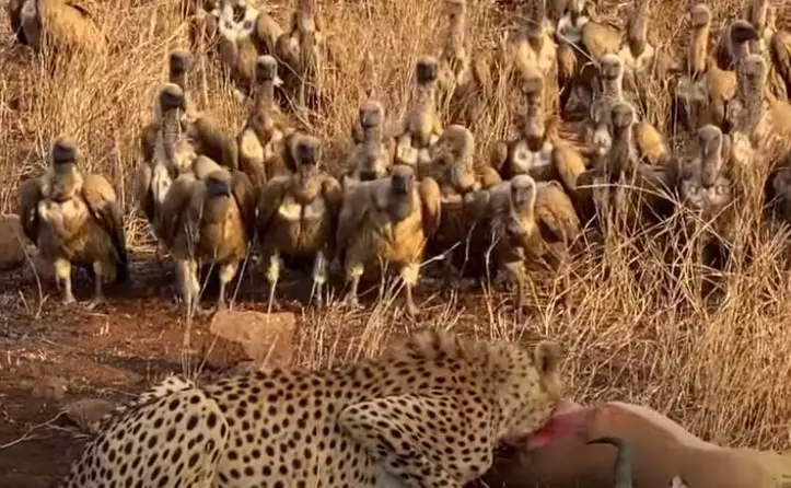 Лешояди отново избрани плячка от леопард, но отстъпиха пред нея лешояд: видео
