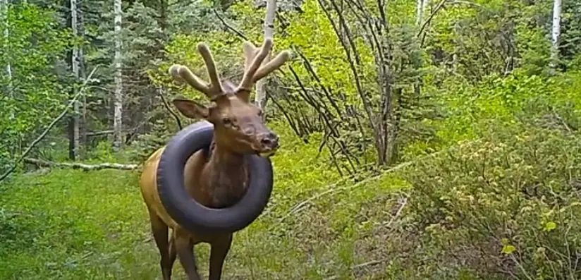 在科罗拉多州，注意到她的脖子上有轮胎的鹿：视频
