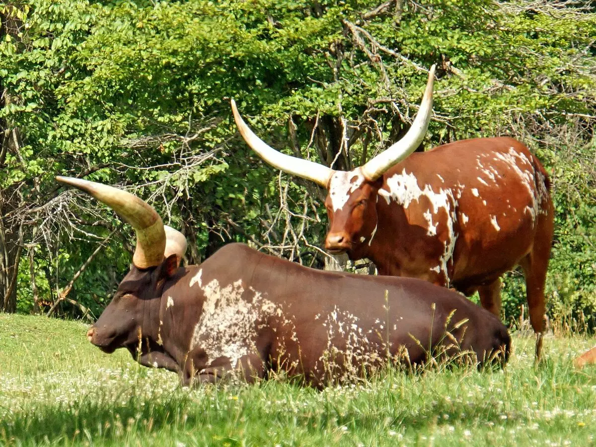 2880px-Ankole-watusi, _cambridge, _ontario_ (14656696757), _ cropped.jpeg