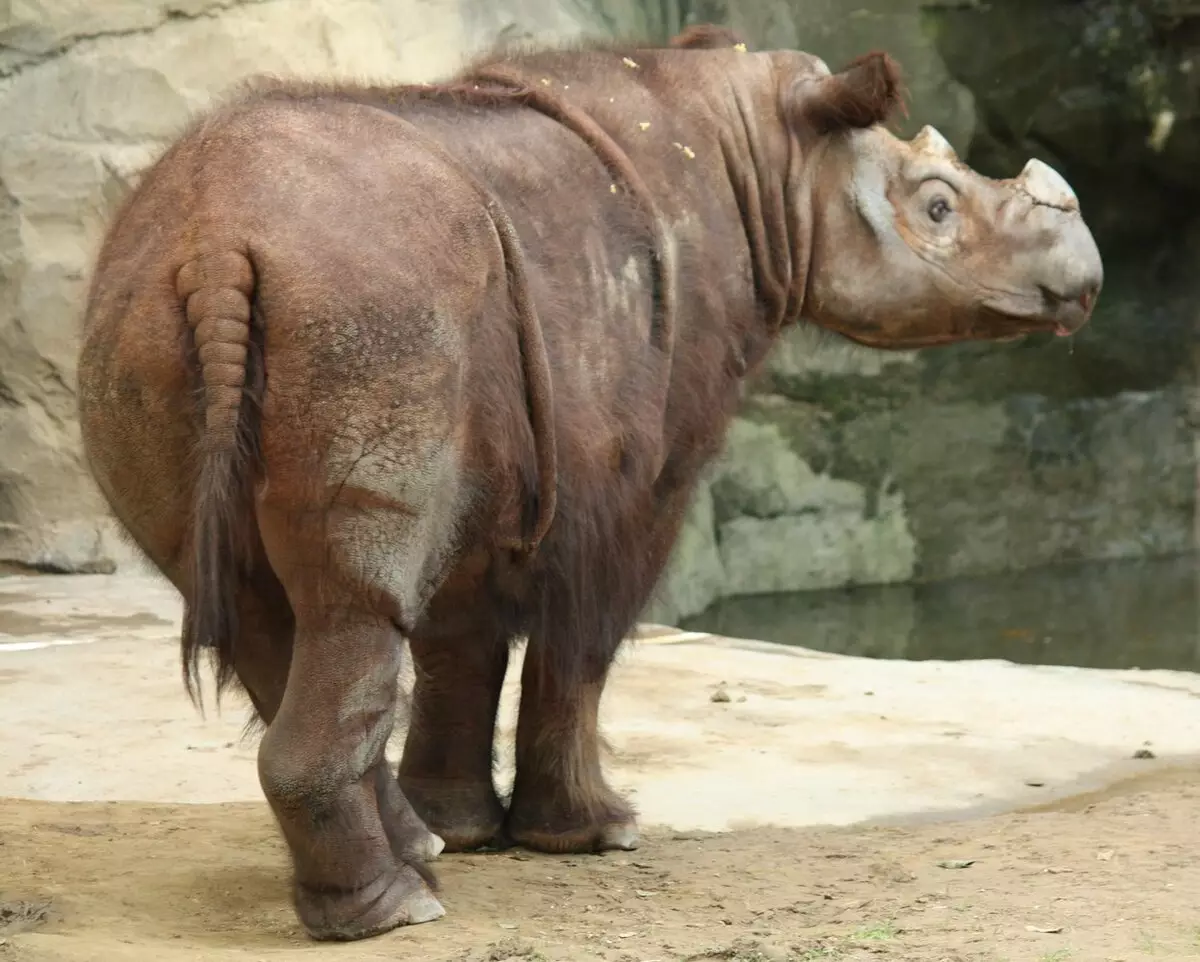 सुमात्रन rhinoceros.