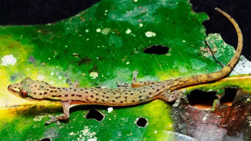 Hemiphyllodactylus pardalis