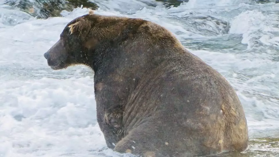 در آلاسکا هر ساله خرس بسیار ضخیم را تعیین می کند. مورد علاقه به طوری که با مشکل در حال حرکت