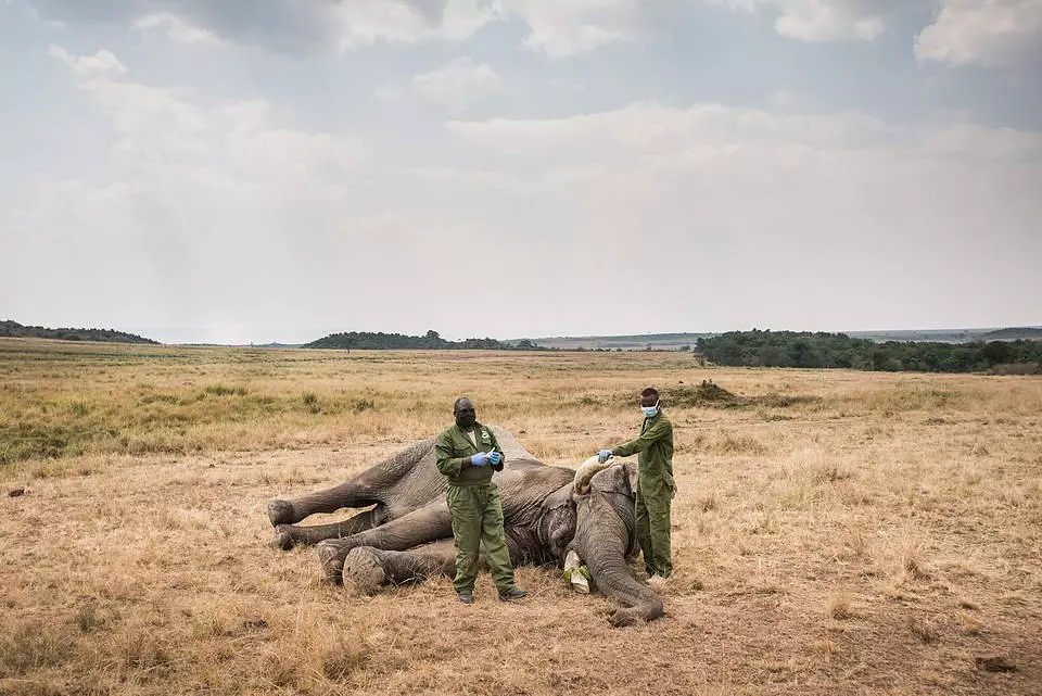 Yn Kenia rêden in oaljefant, ferwûne troch in spear: Foto