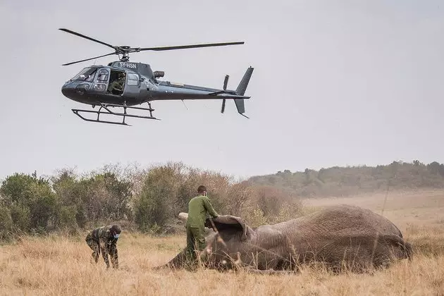 Operazione di salvataggio nel Masai Mara Park.