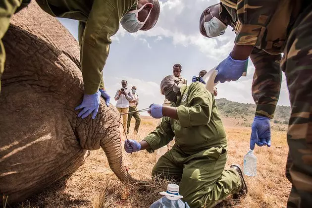 Operazione di salvataggio nel Masai Mara Park.