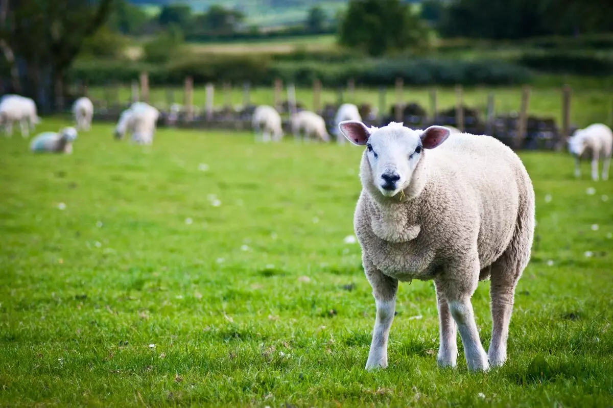 Στη δημοπρασία στη Σκωτία, τα πρόβατα πωλήθηκαν για ένα αστρονομικό ποσό