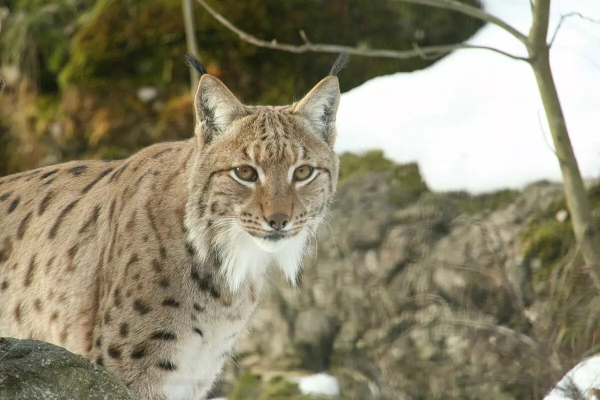 Pyrenean Lynx.