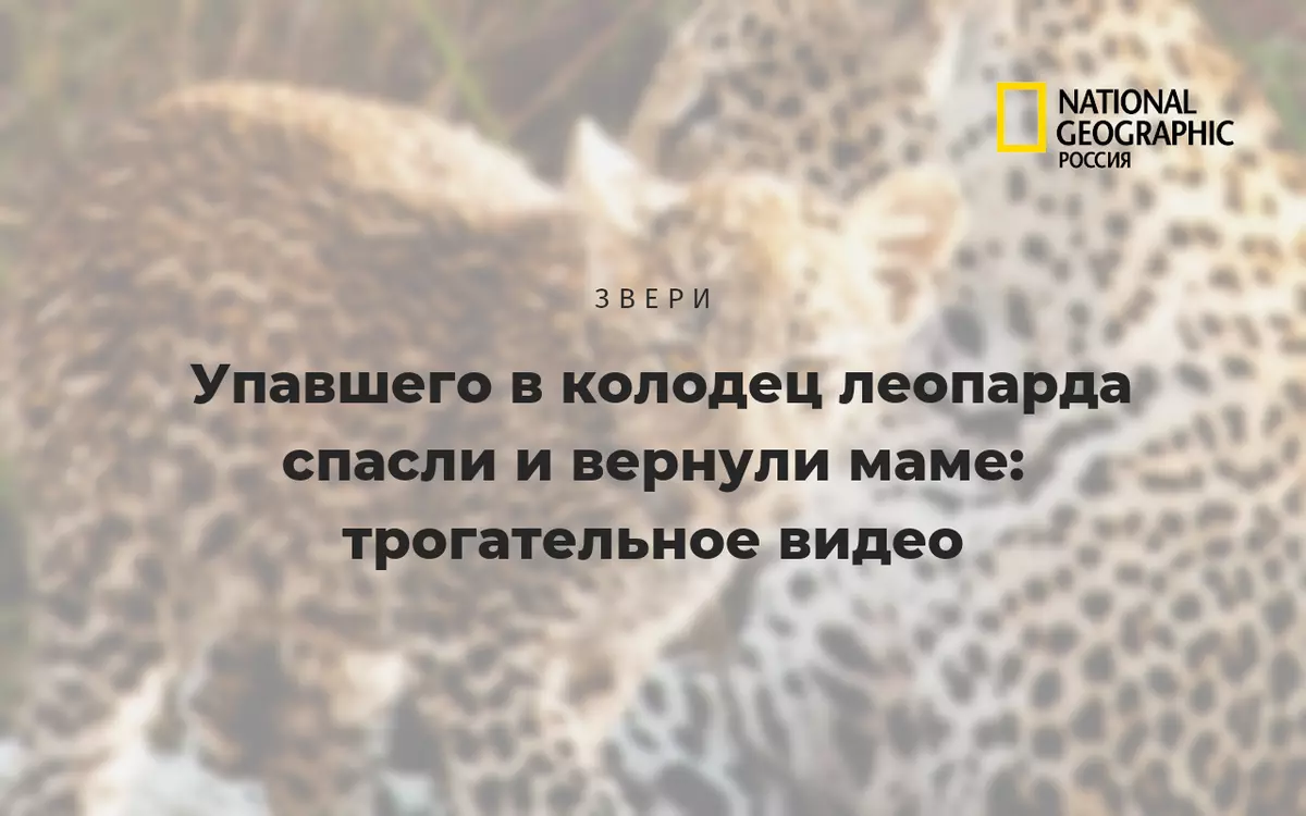 Leopard quduqni quduqqa tushib, momni qaytardi: Videoga tegish