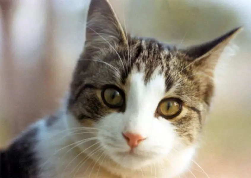 Mačka, ki je napovedala epilepsije epilepsije
