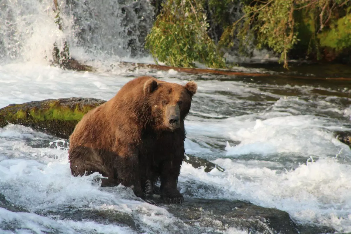 Di Alaska mengenal pasti Bear yang sangat tebal