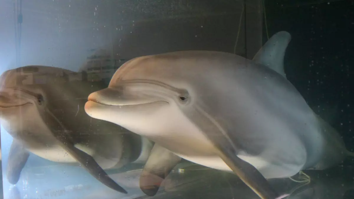 Ameerika Ühendriikides lõi robot-delfiin, mis näeb välja täiesti sellisena: video