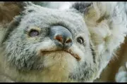 koala.jpg।
