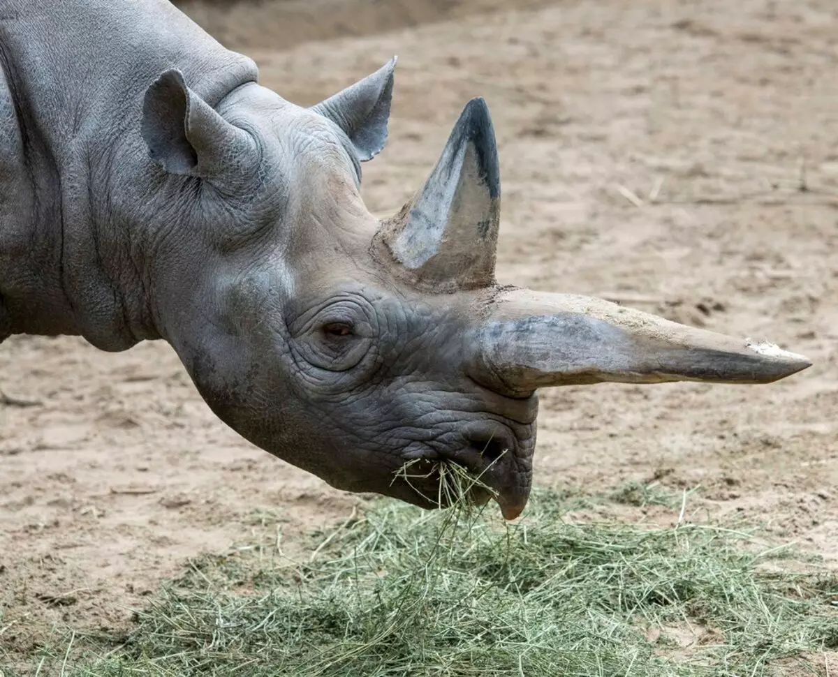 Al zoològic de Berlín, la dona de més edat de el rinoceront negre