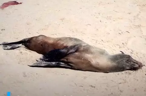 Di basisir Namibia, 7.000 seal laut paéh dipanggihan