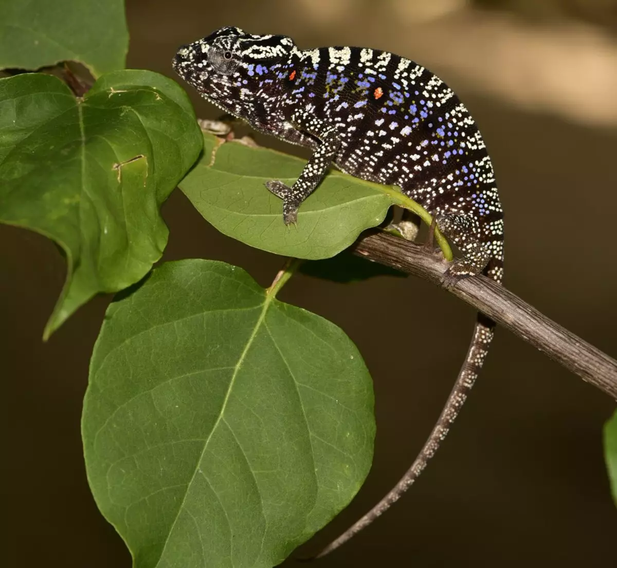 "Chameleon" dingęs amžius buvo rastas Madagaskare: Video