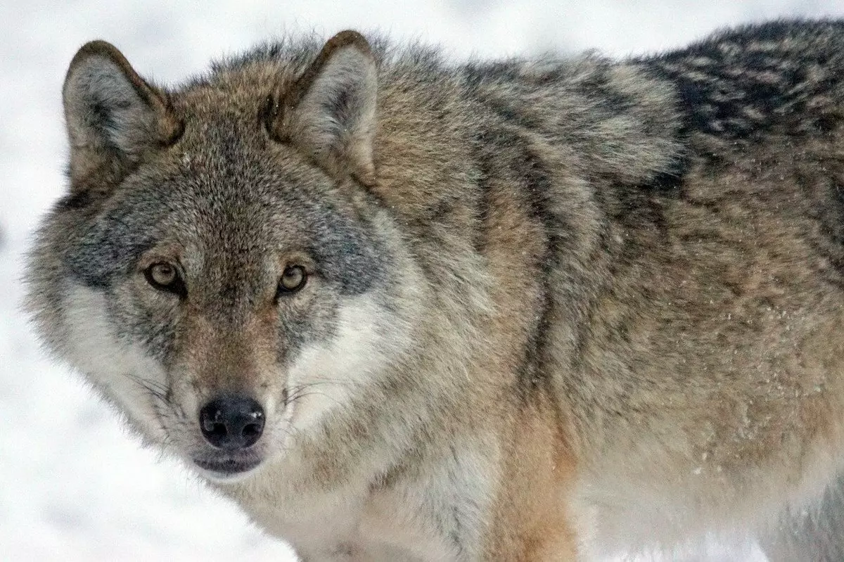 Colorado passerte en stemme om å returnere til Wolves ansatte