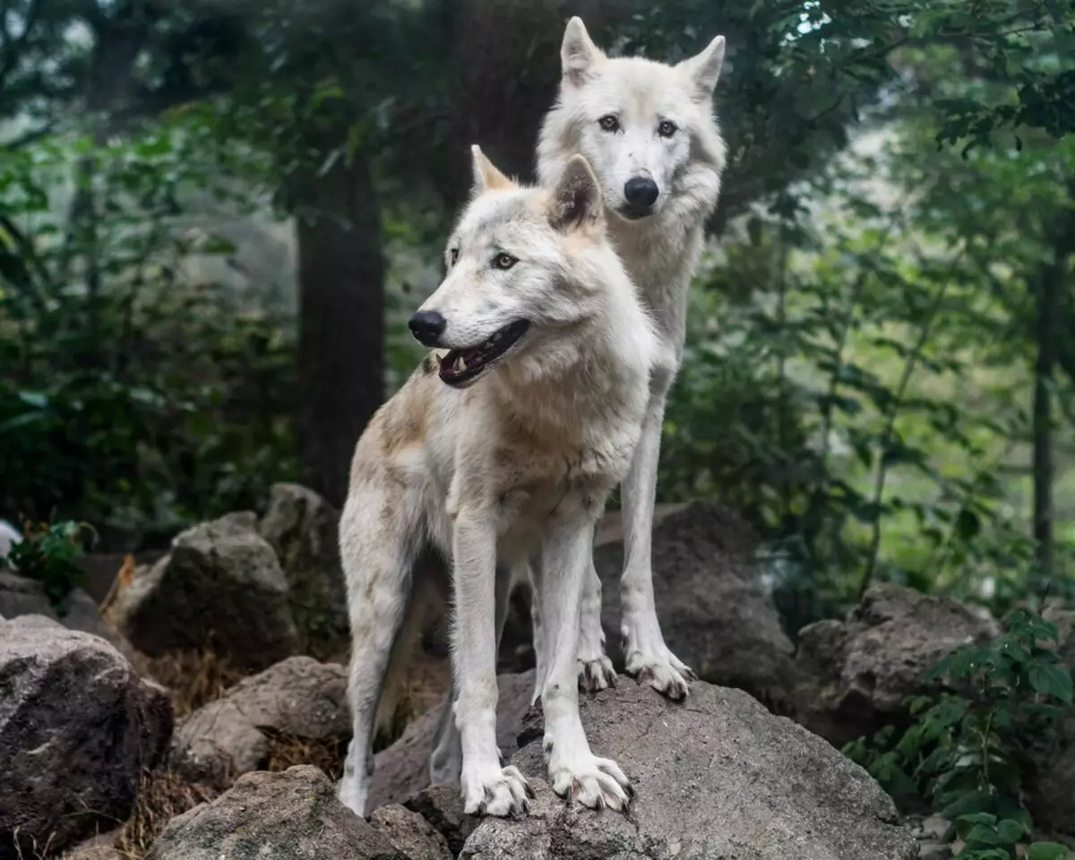 In die woude van die streek Tambov getel net twee wolwe