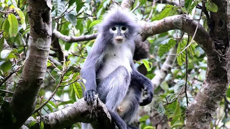 Au Myanmar, ils ont ouvert un nouveau type de singes à mince-robuste