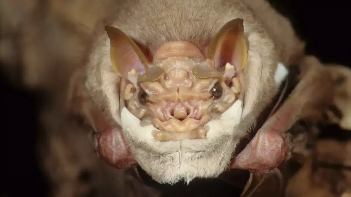 pipistrelli ripiegato cantare per le femmine, attraverso maschere di cuoio: il video