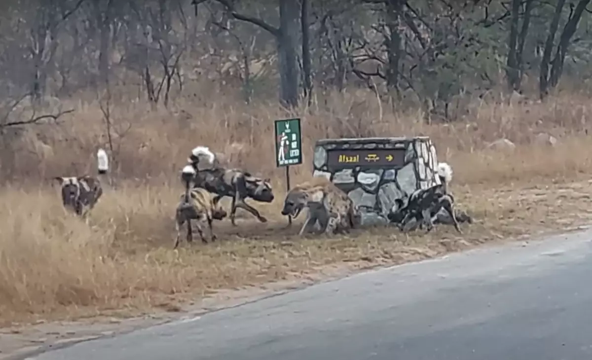 Driven nell'angolo di Hyena richiede aiuto: video