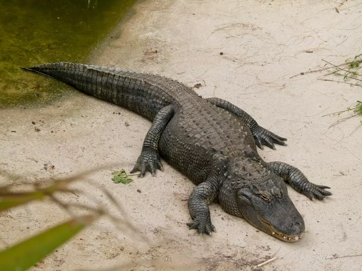 Alligator mississippiensis.