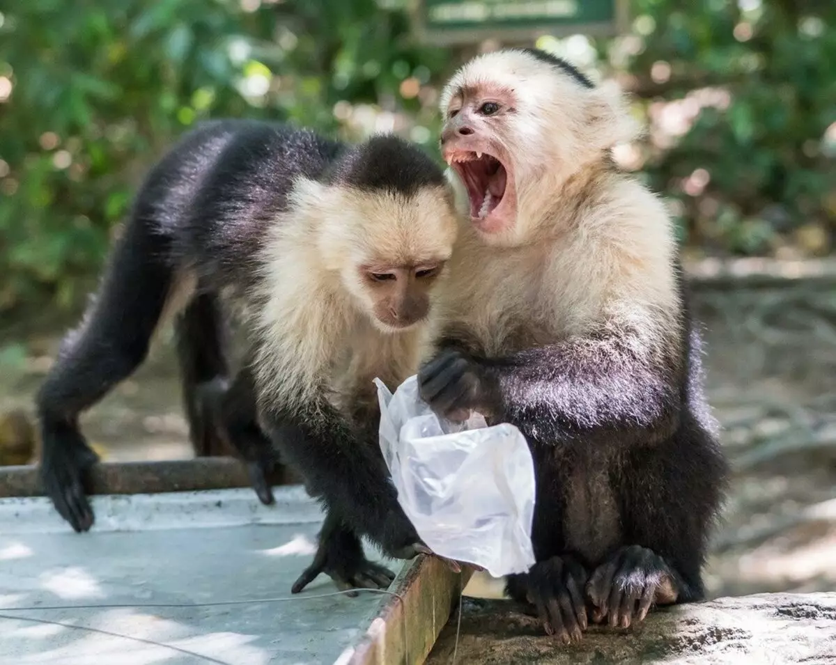 Capuchian猴子被抓住了作为同类的行为