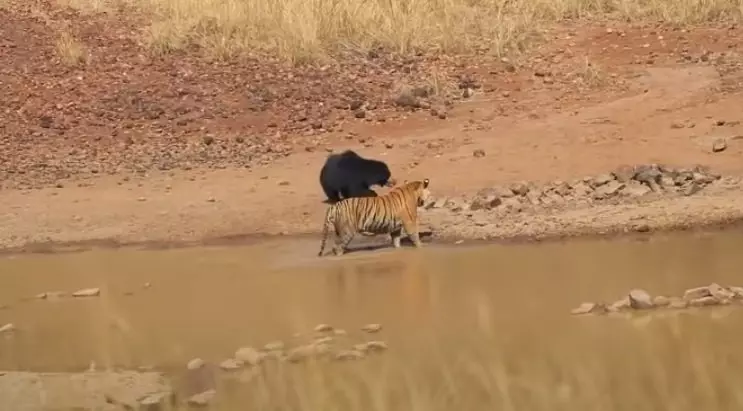 Battalja mortali bejn il-Tiger Bengal u l-Bear-Lubacha laqat il-video