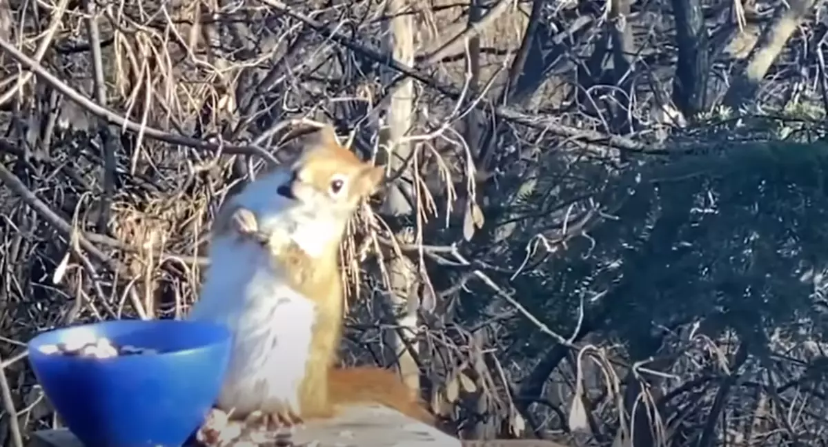 Squirrel Τοξικό, συναρπαστικά αχλάδια: Βίντεο