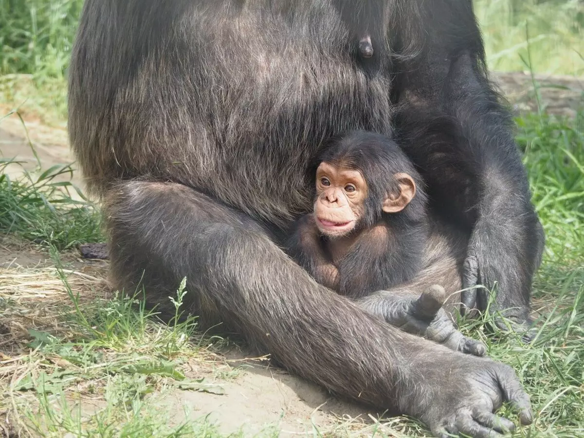 Ang komunidad ng mga pinaka-intelligent chimpanzees replenished sa isang bata at nakakuha ng isang pagkakataon upang mabuhay