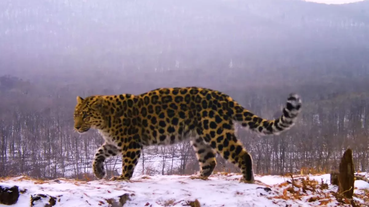 Snöbad och "kärleksbrev" av de sällsynta leoparderna slog videon