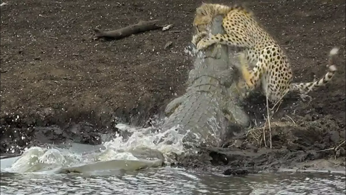 Krokodil fångade en cheetah vid ett avlopp: Video
