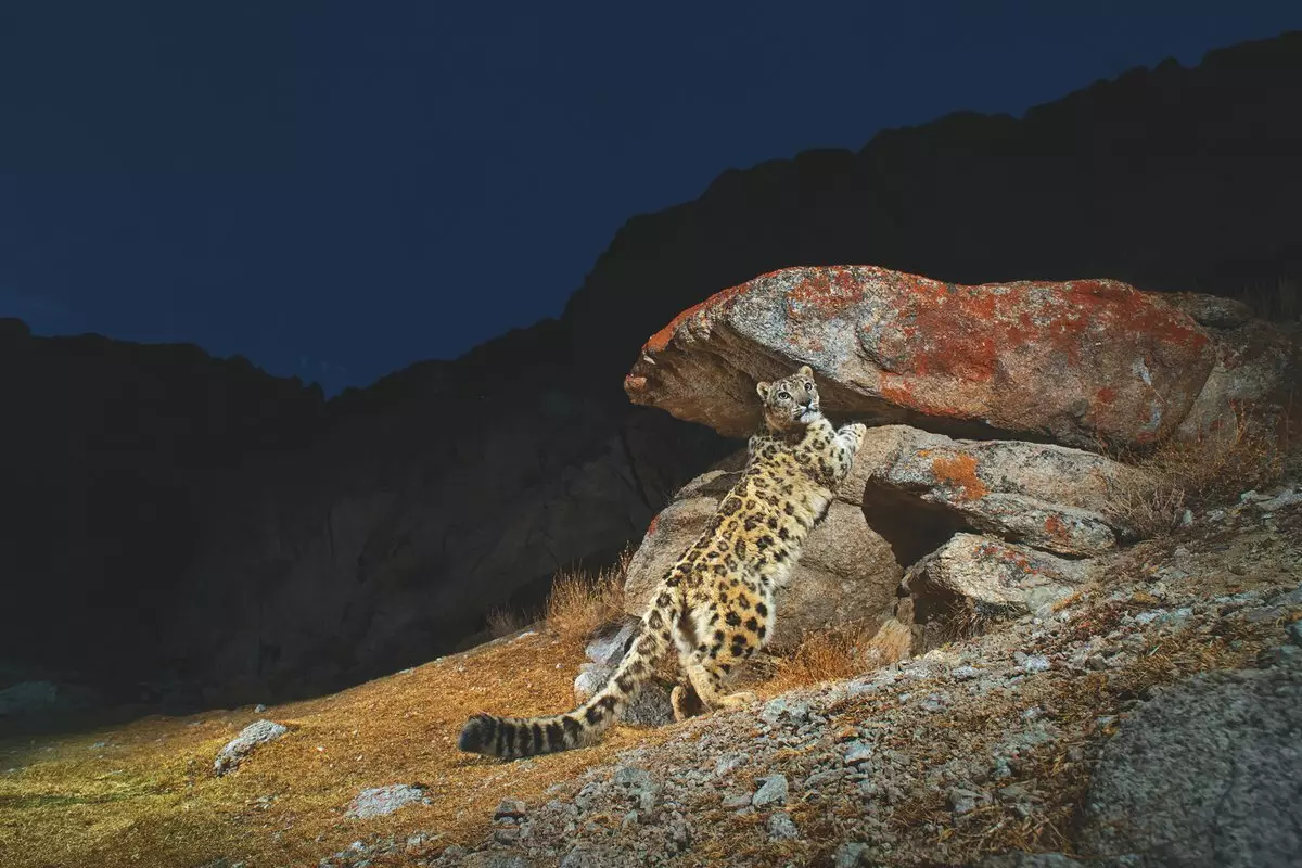 Humalayev ejere: sne leoparder
