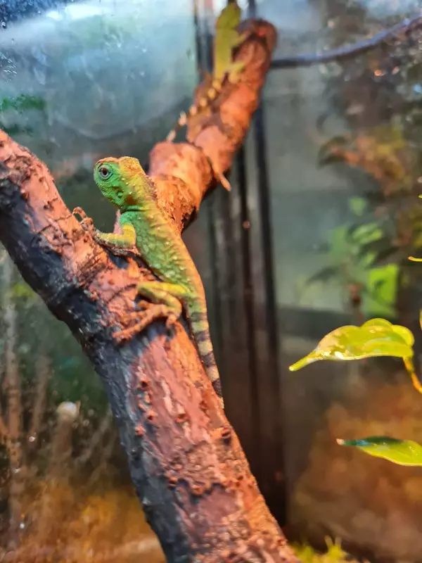 Ang mga Dragons Dragons Nagpakita sa Moscow Zoo: Photo ug Video