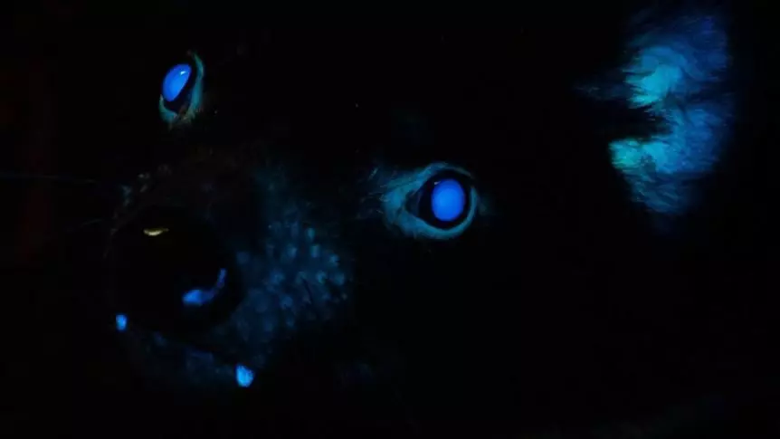 Тасманійські дияволи світяться в ультрафіолеті