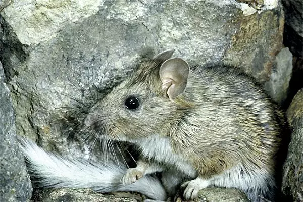 "Tesouros" Nevniv: Como se enforcar hamsters da floresta