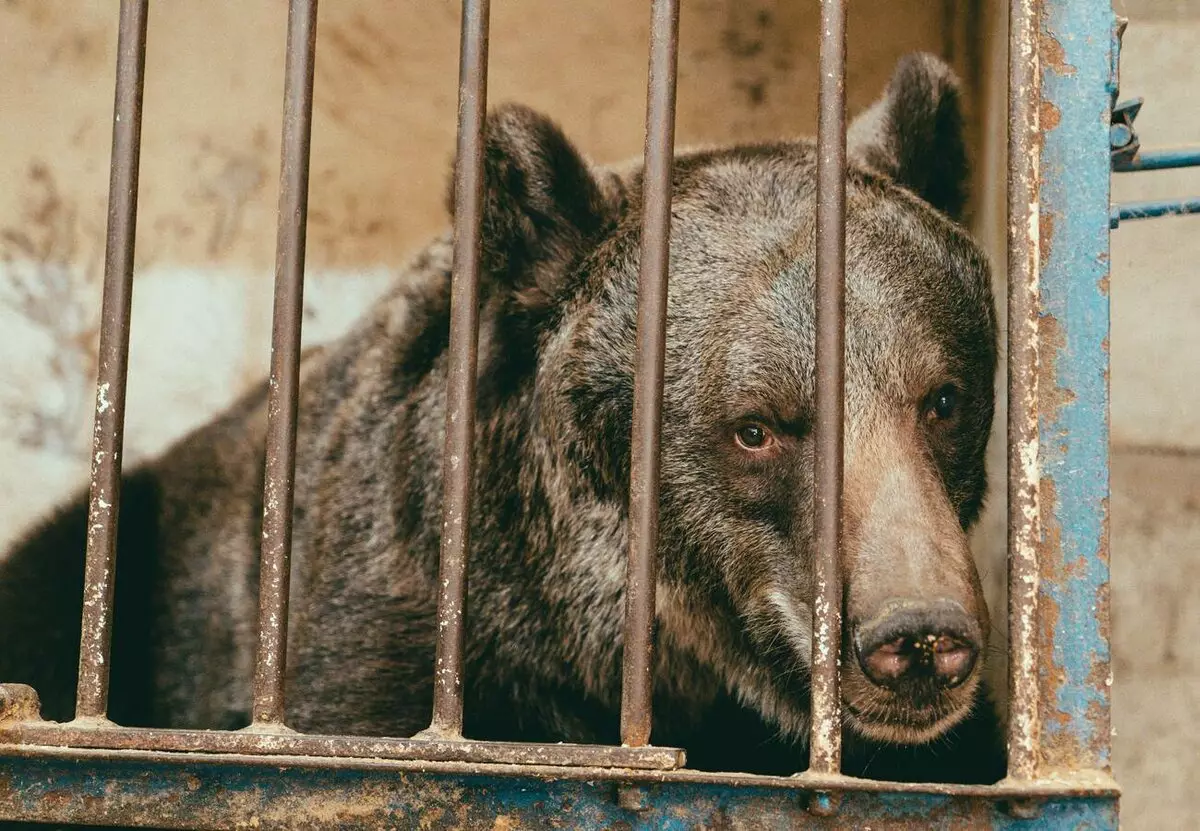 Circus Bear, wat in 'n klein sel geleef het, het gered en oorgedra na die reservaat