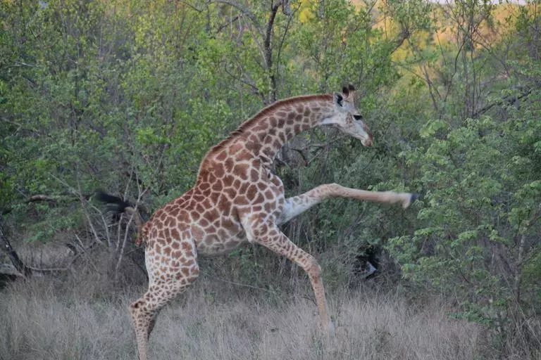 长颈鹿在Safari期间安排了SUV的追逐：视频