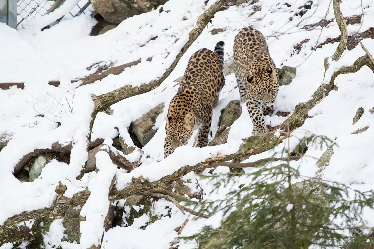 İsveç'ten iki leopar Rusya'ya geldi