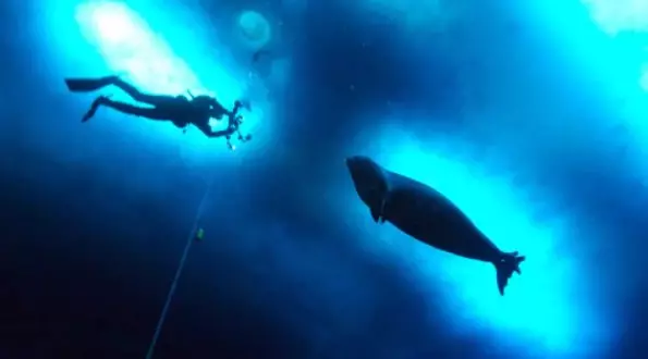 Tyuleni, su altında ultrason nasıl yayınlanacağını biliyor: Video