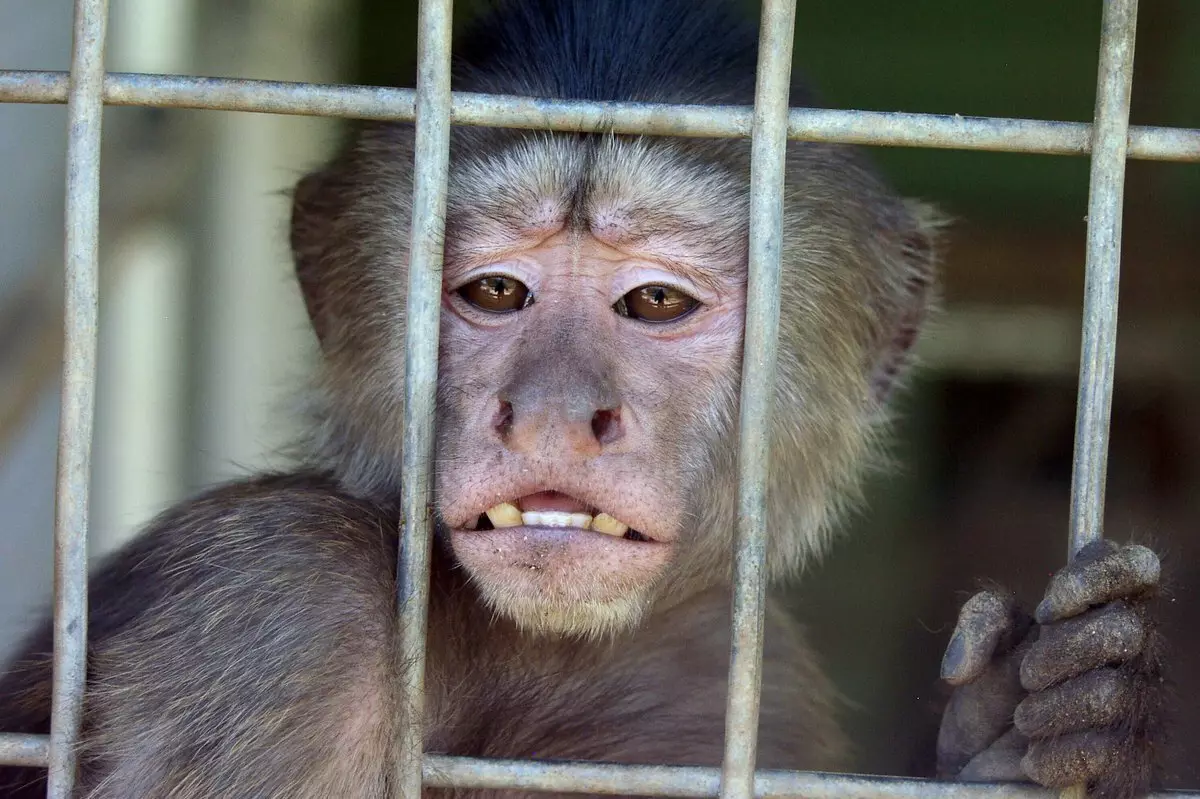 Sve laboratorijske majmuni na grani NASA je ubijeno u jednom danu.
