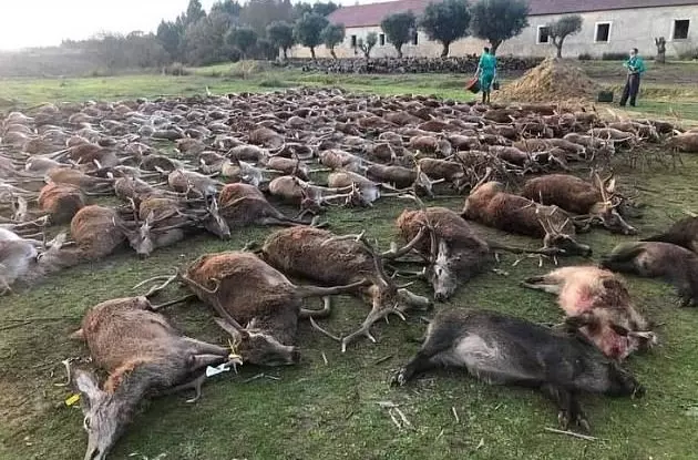 İspanyol avcıları Portekiz'de büyük bir geyik ve domuz yuvası düzenledi.