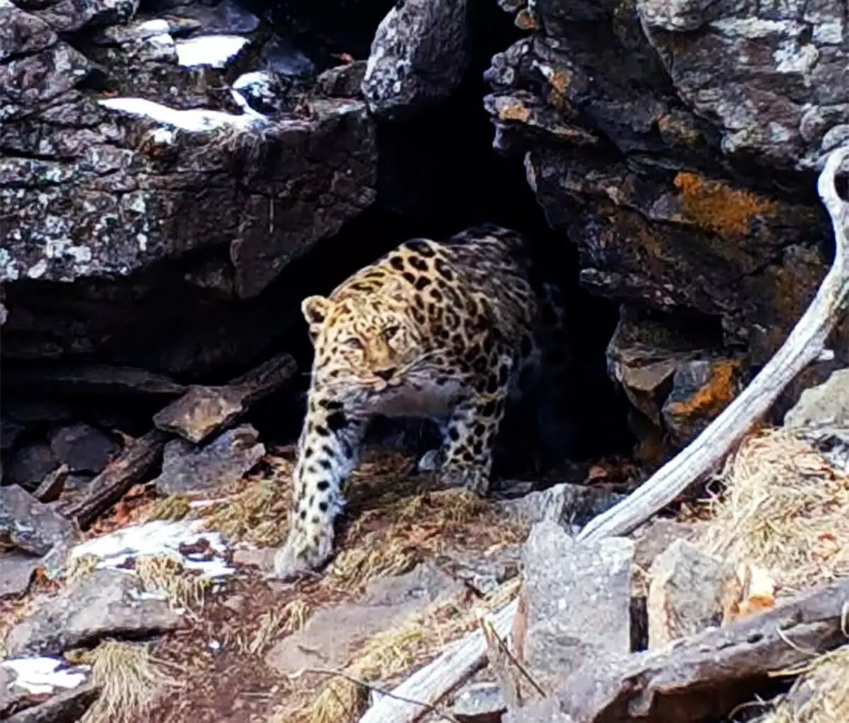 Das Cave-Abendessen des Amur Leopard stieg auf das Video in Primorye