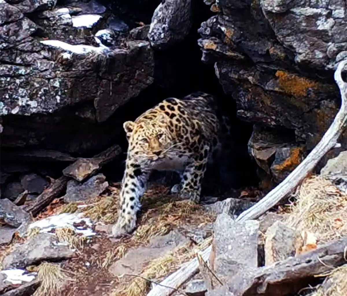Leopard në shpellë.jpeg.