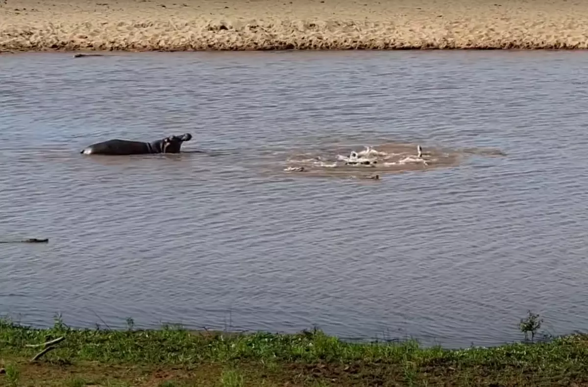 Hippo nyandak mangsana tina buaya: video