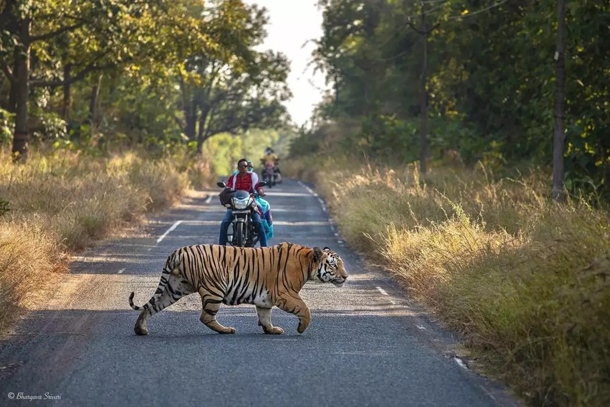 ในอินเดียเสือไปบนถนนและผู้ขับขี่รถจักรยานยนต์ที่น่ากลัว