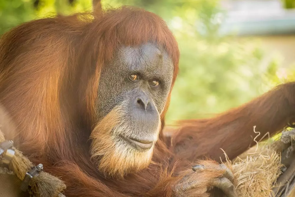 De oudste vrouwelijke orangoetan stierf