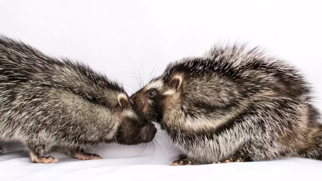 Ama-cosmatic hamsters: uvolo onobuthi kanye nesisa esimangalisayo